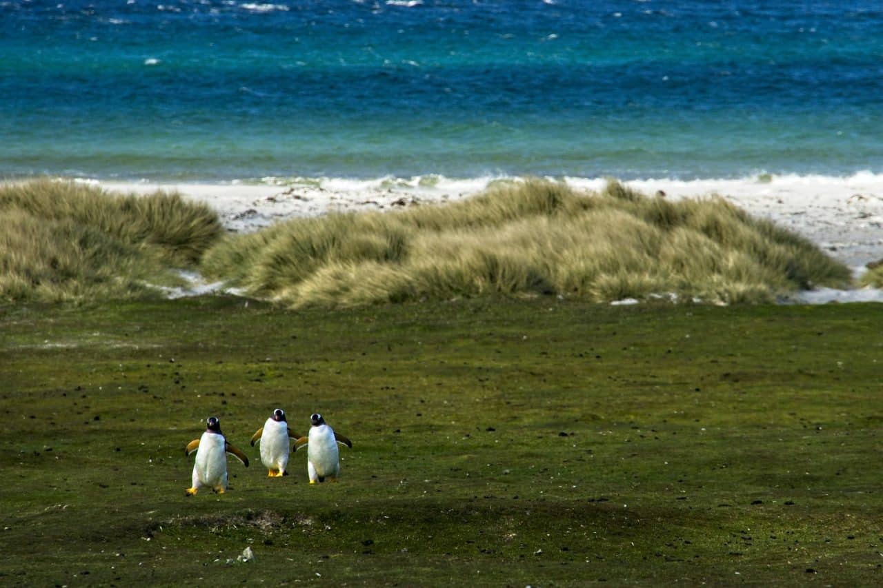 Definición de hábitat. Formación, influencia de los seres humanos y otros