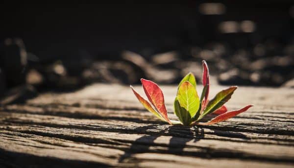 Definición de adaptación. Usos y ejemplos