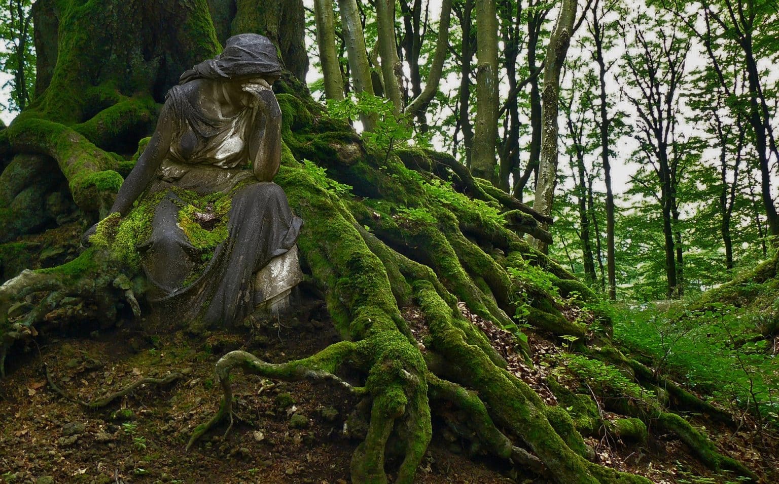 Definición de arraigo. Clasificación, como procedimiento, desarraigo